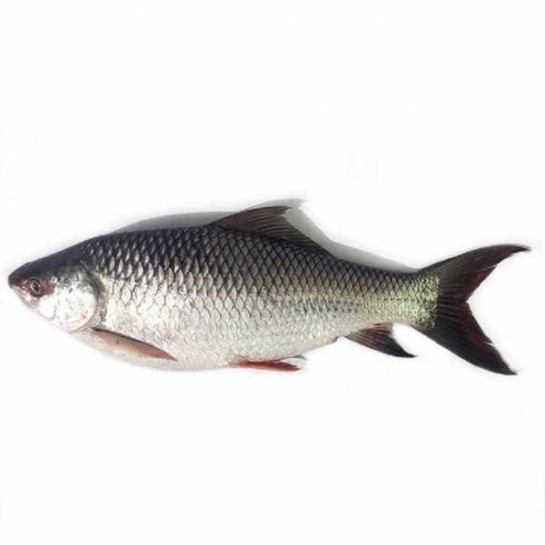 Kala Rohu Fish - MID EAST FARMS
